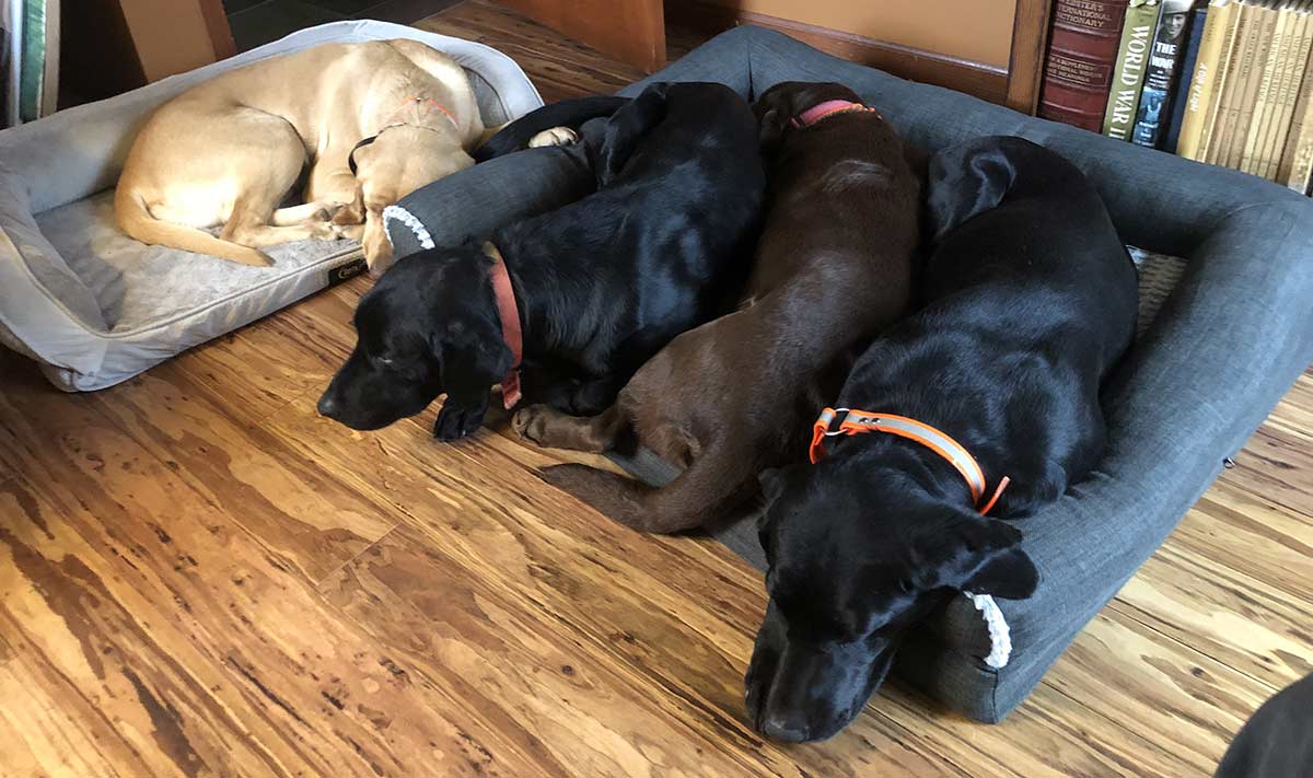 AKC Labrador Retriever Breeders | Midwest, Indiana, South Bend